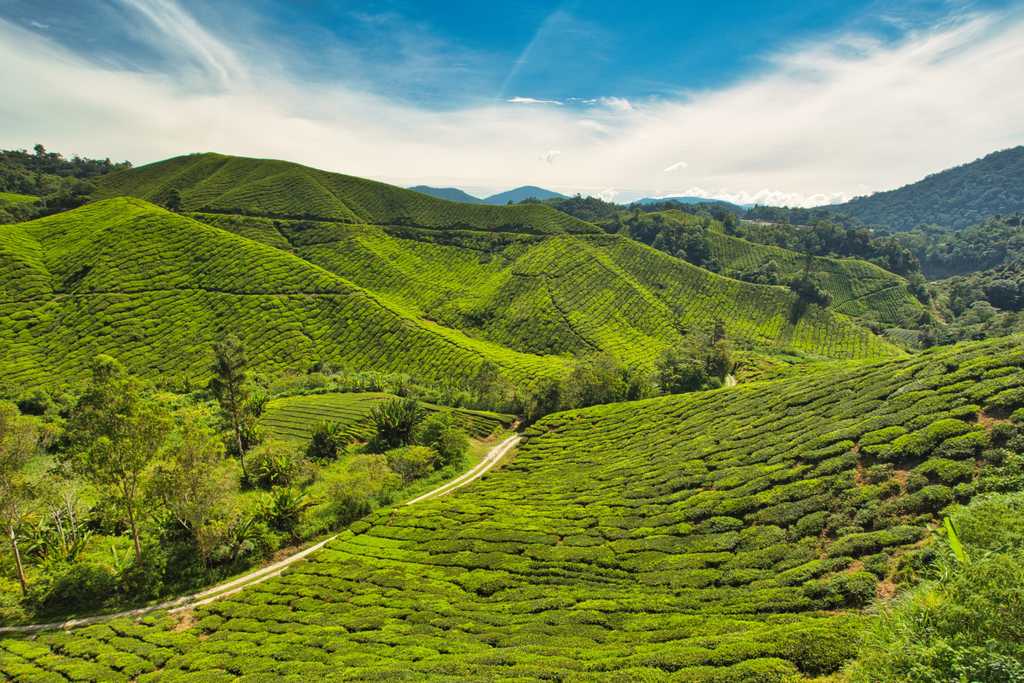 Private Day Trip from Ipoh to Cameron Highlands and Sam Poh Temple