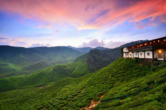 Private Day Trip from Ipoh to Cameron Highlands and Sam Poh Temple