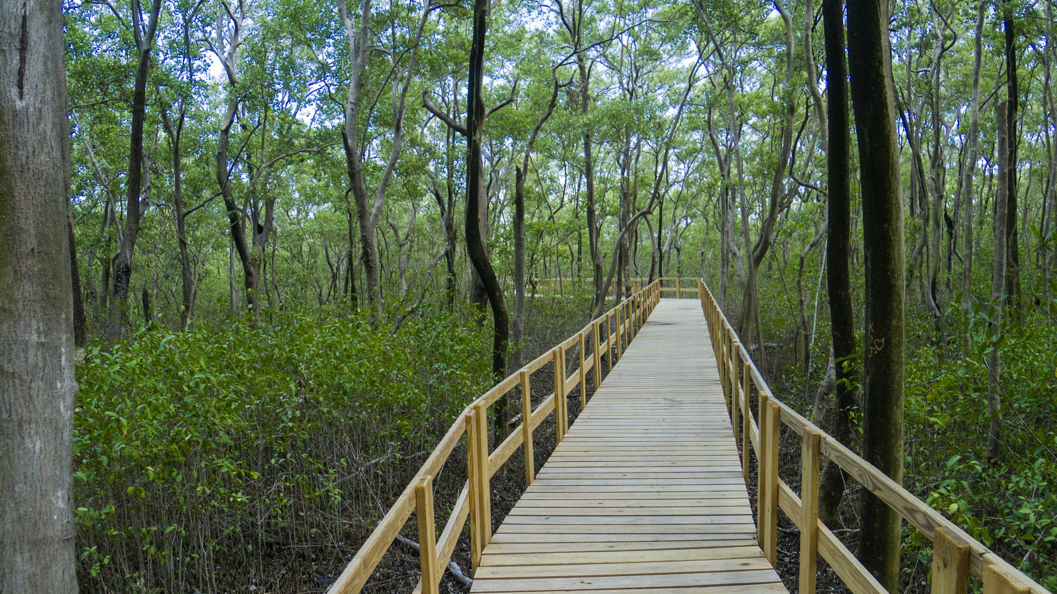 Playa Spratt Bight to Manglares de Old Point National Park Transfer ...