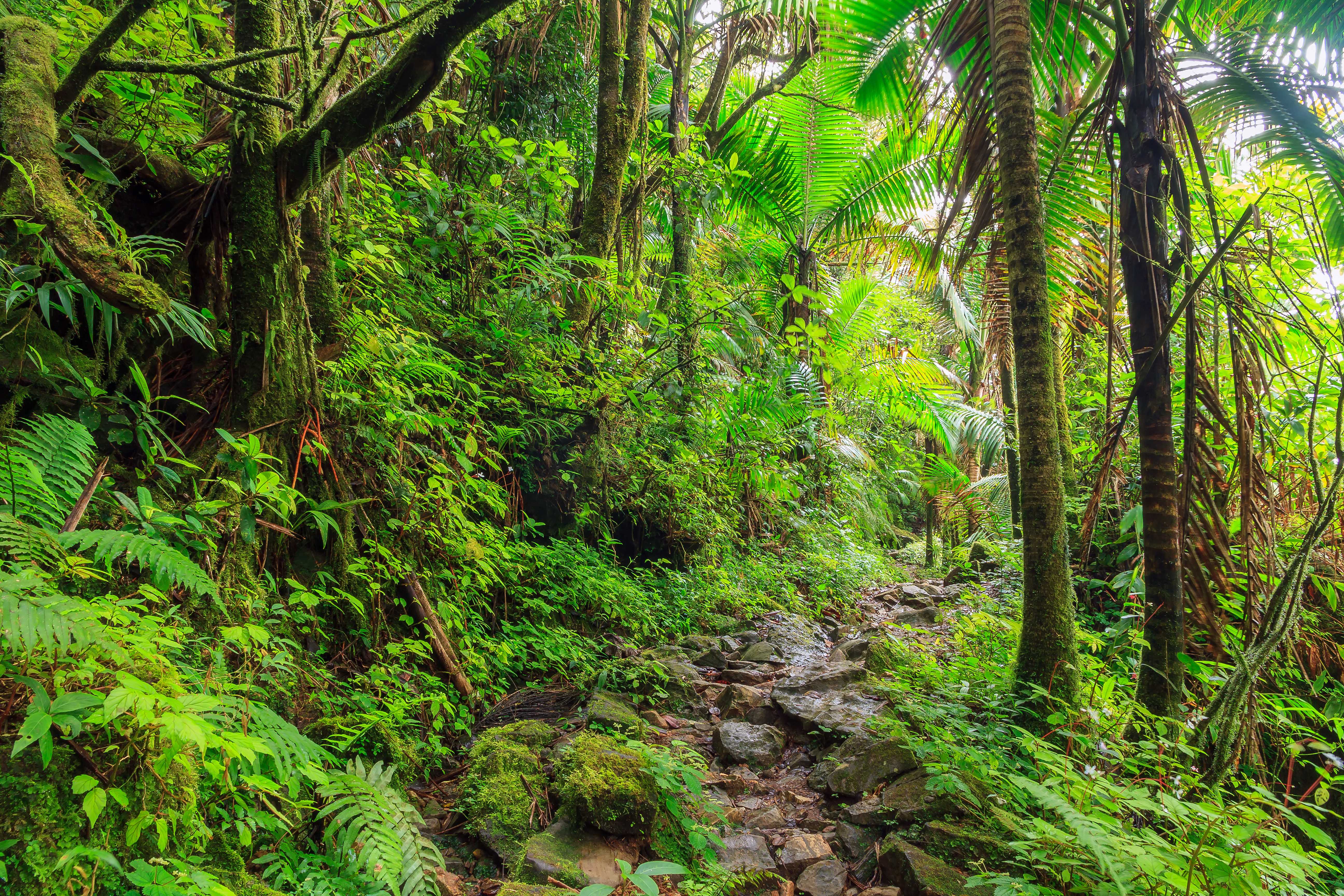 San Juan to El Yunque National Forest - Angelito Trail Transfer | Daytrip