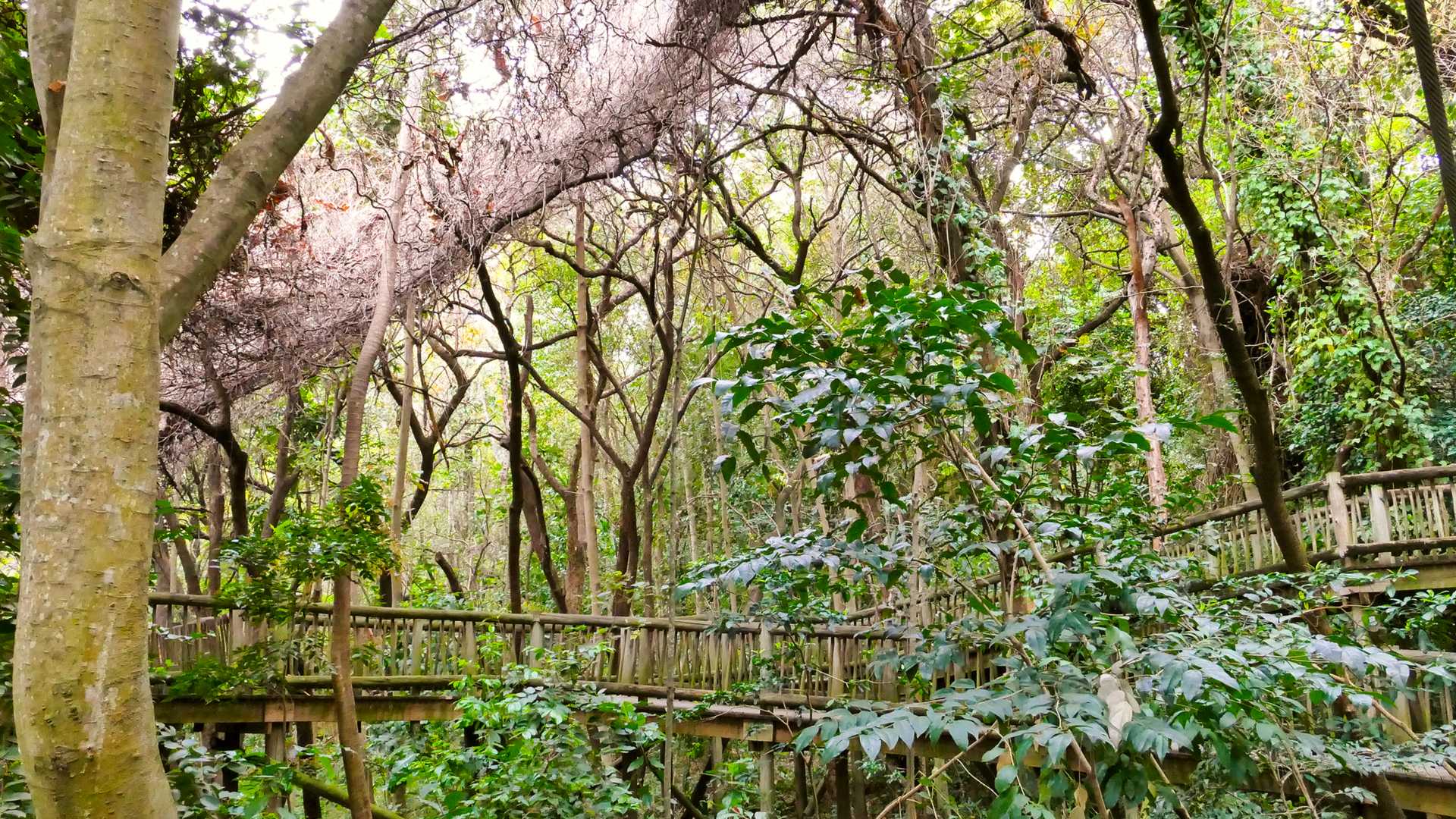 Uncover Lowveld National Botanical Garden in South Africa with a Local ...
