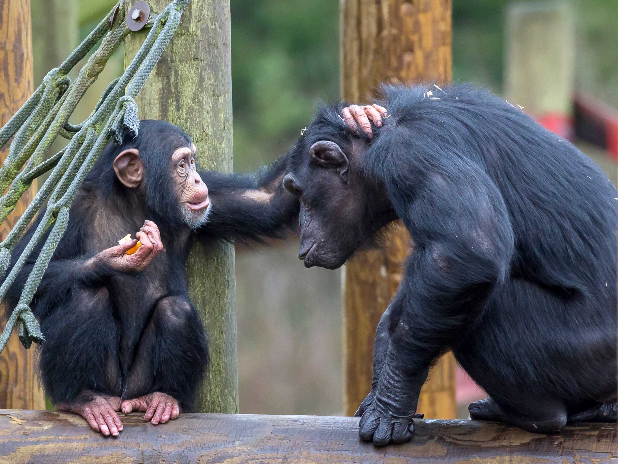 Norwich to Monkey World Wareham Private Transfer | Daytrip