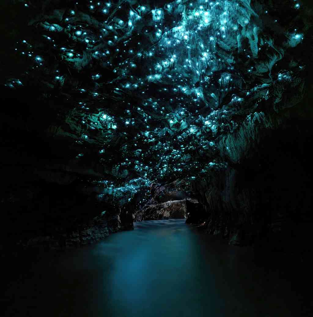 Private Day Trip from Auckland to Waitomo and Ruakuri Cave