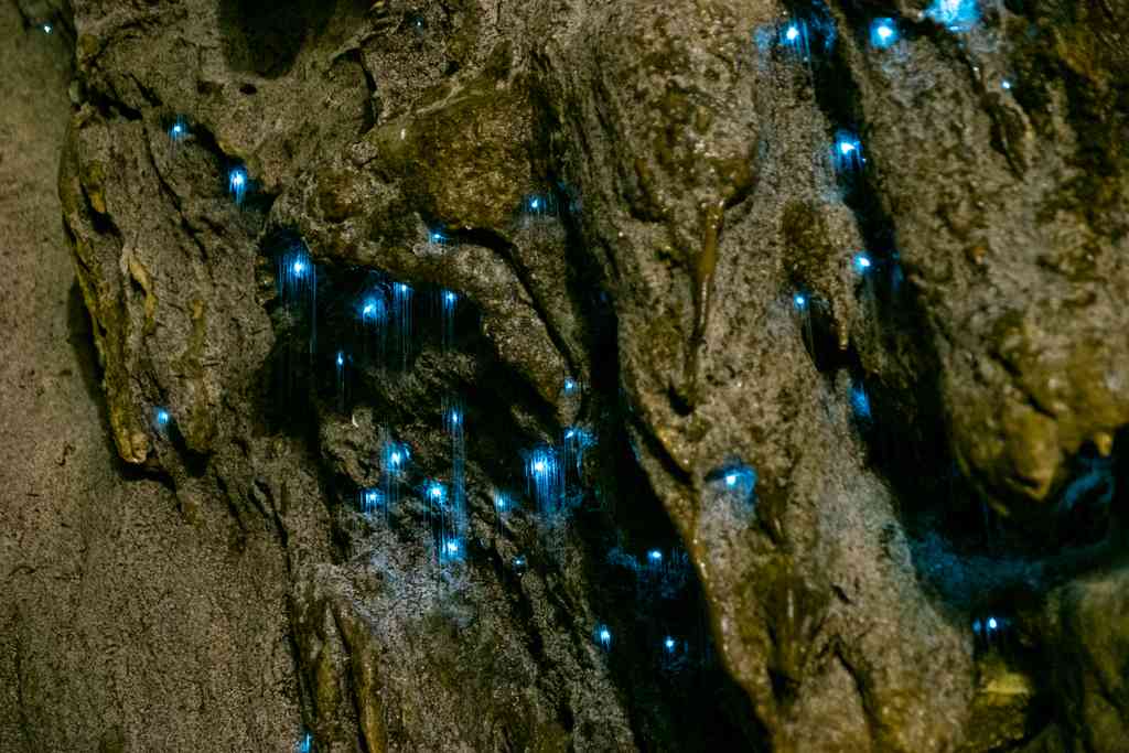 Private Day Trip from Auckland to Waitomo and Ruakuri Cave