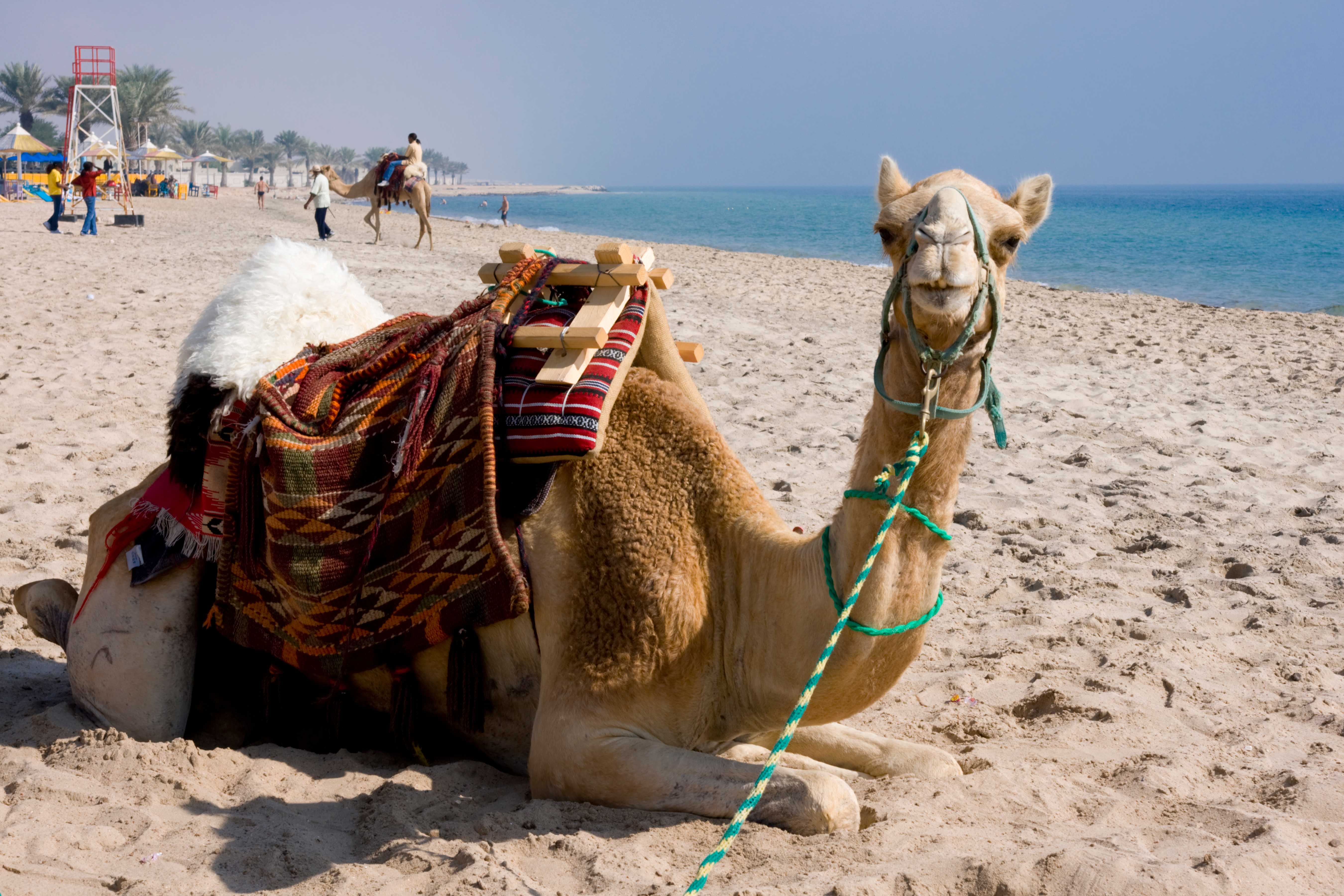 Doha to Al Ruwais Private Transfer | Daytrip