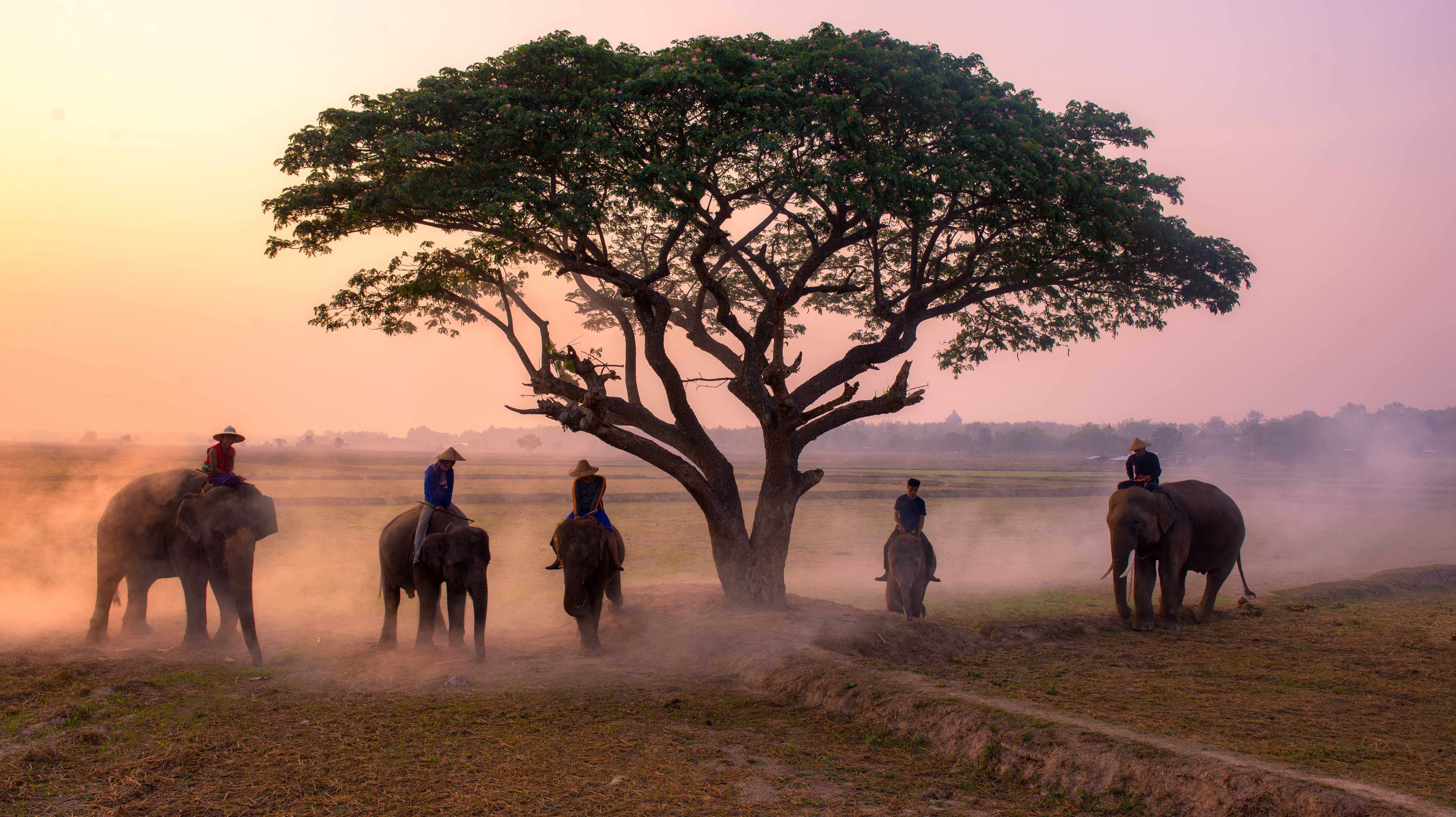 Private transfers around Surin: Thailand with Daytrip