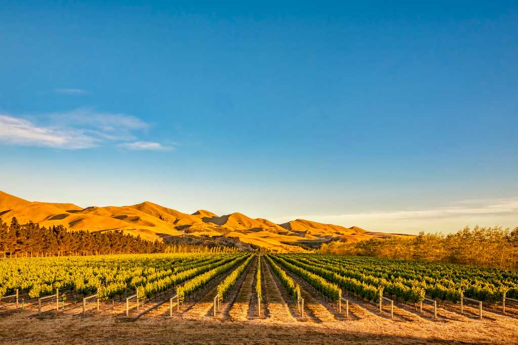 Private Day Trip from Auckland to Volcanic Hills Winery and Back