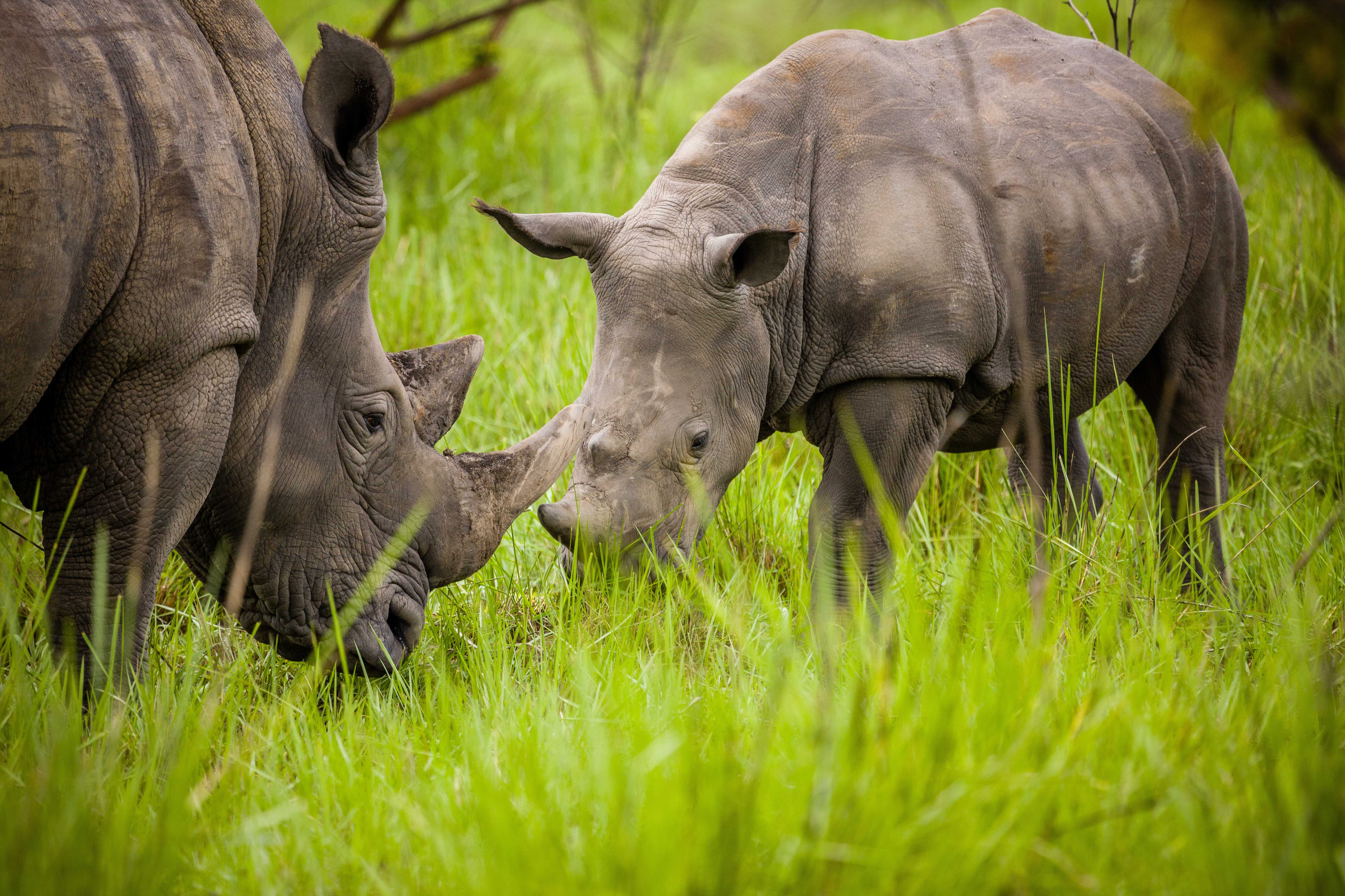Kampala to Ziwa Rhino Sanctuary Private Transfer | Daytrip